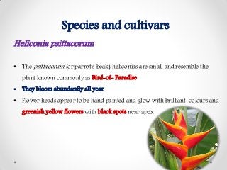 Heliconia - Species and Varieties - Production technology | PDF