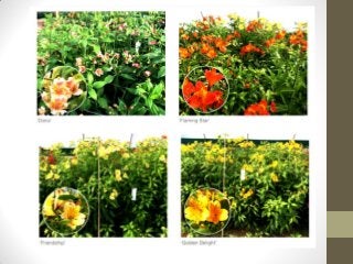 Alstroemeria and lisianthus - Species and varieties - Production ...