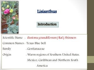 Alstroemeria and lisianthus - Species and varieties - Production ...