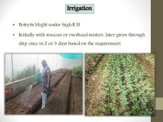 Alstroemeria and lisianthus - Species and varieties - Production technology | PDF