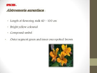 Alstroemeria and lisianthus - Species and varieties - Production ...