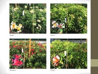 Alstroemeria and lisianthus - Species and varieties - Production ...
