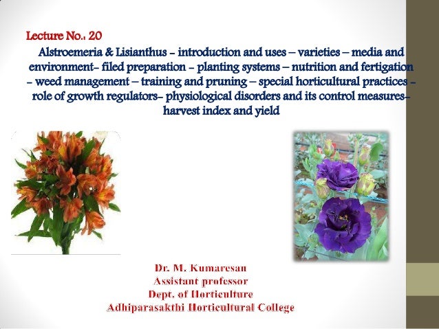 Alstroemeria and lisianthus - Species and varieties - Production technology | PDF