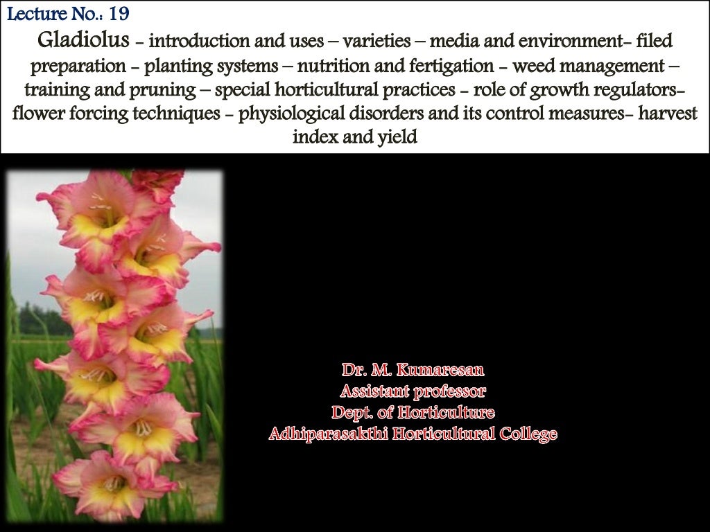Gladiolus - Species and Varieties - Production technology | PDF