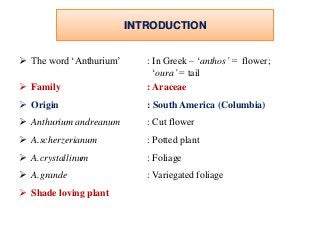 Anthurium - Species and Varieties - Production technology | PDF
