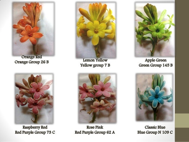 Tinting of cut flowers. | PDF