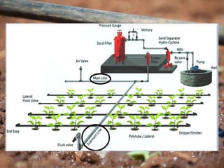Design, layout and installation of drip and fertigation in precision ...