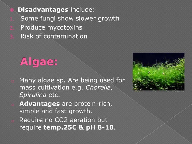 Single cell protein production of algal biomass | PDF