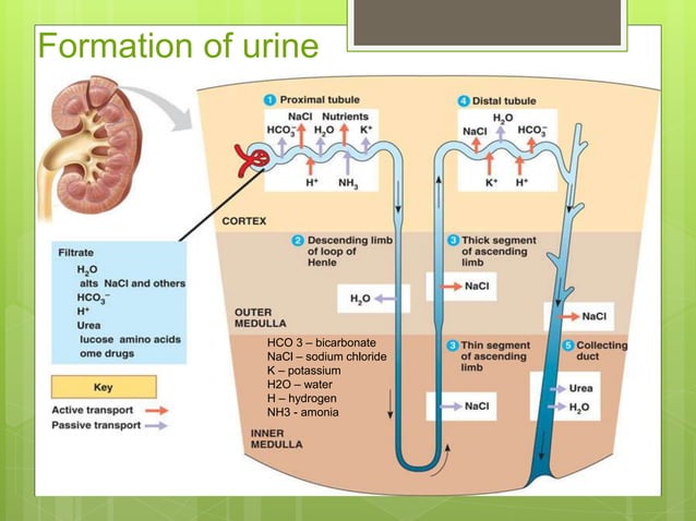 Clinical Chemistry urinalysis | PPT