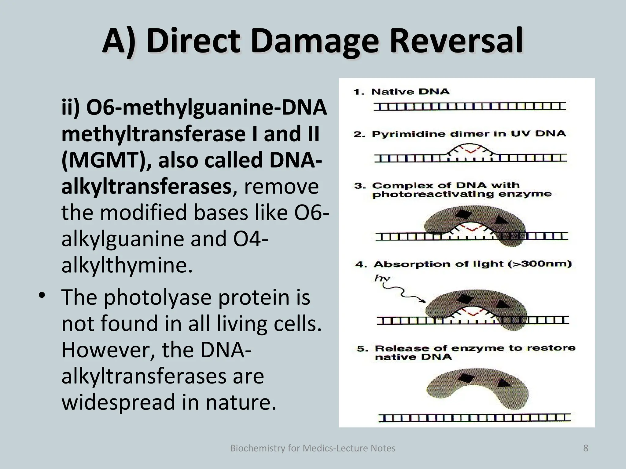 DNA damage and Repair mechanism and types | PDF