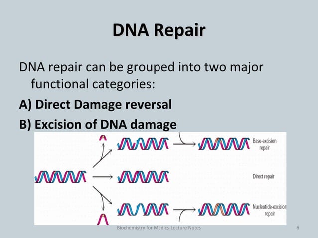 DNA damage and Repair mechanism and types | PDF | Chemistry | Science