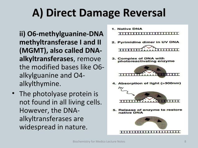 DNA damage and Repair mechanism and types | PDF | Chemistry | Science