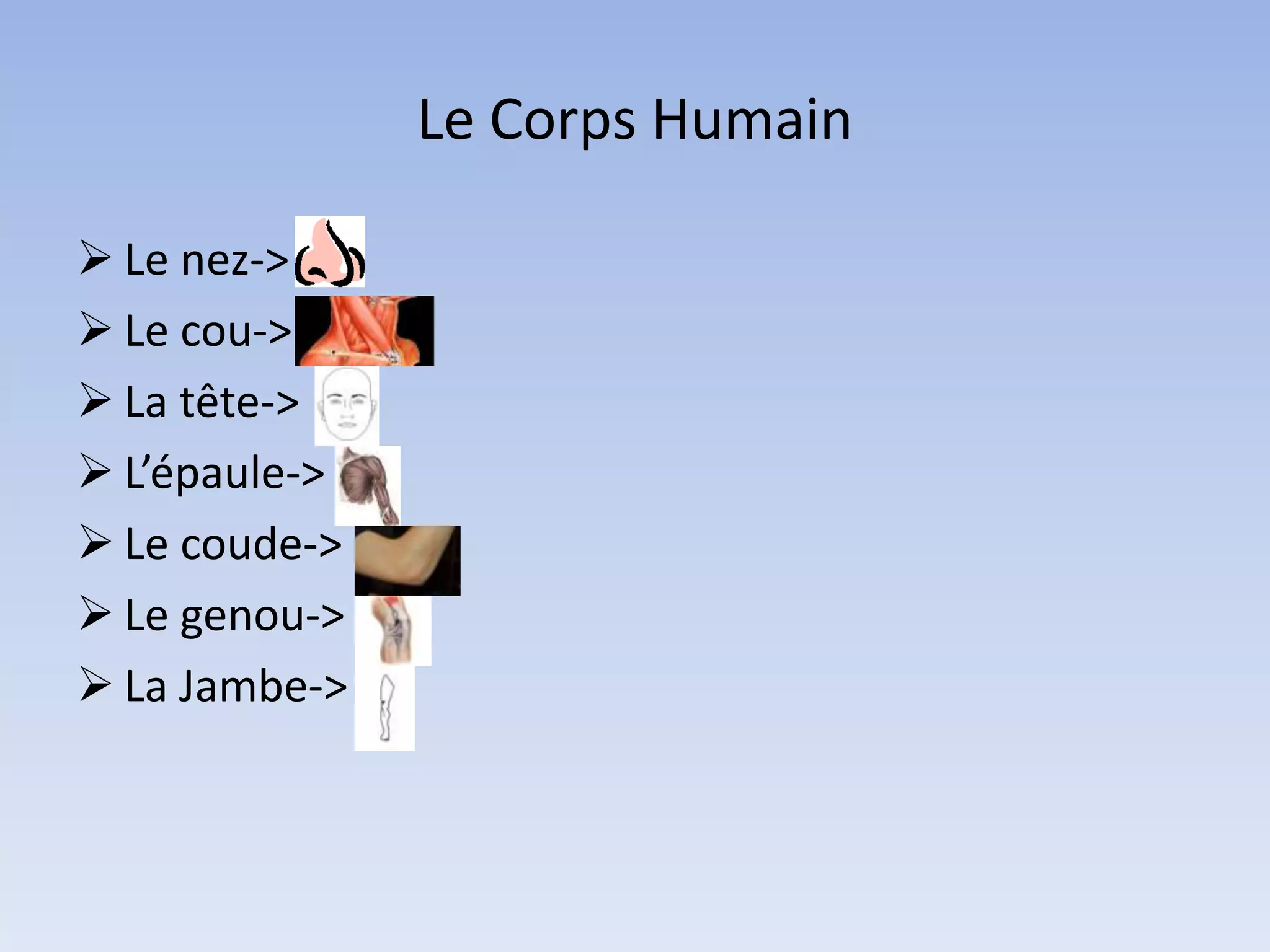Le corps humain par Tiago et Francisco 7ºC | PPTX