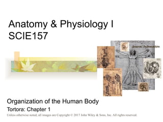 Comprehensive Introduction to Human Anatomy and Physiology: Structure ...