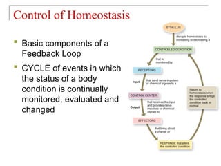 Comprehensive Introduction to Human Anatomy and Physiology: Structure ...