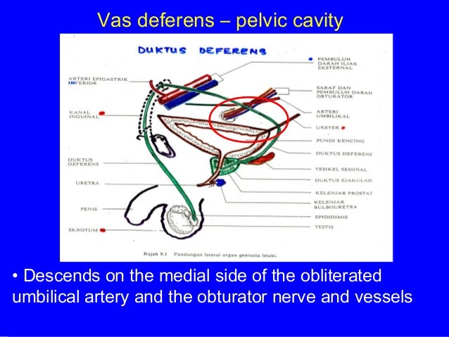 Periurethral Glands
