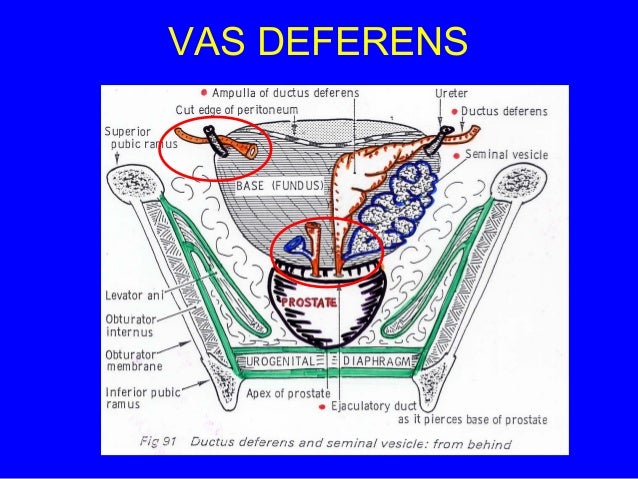Periurethral Glands