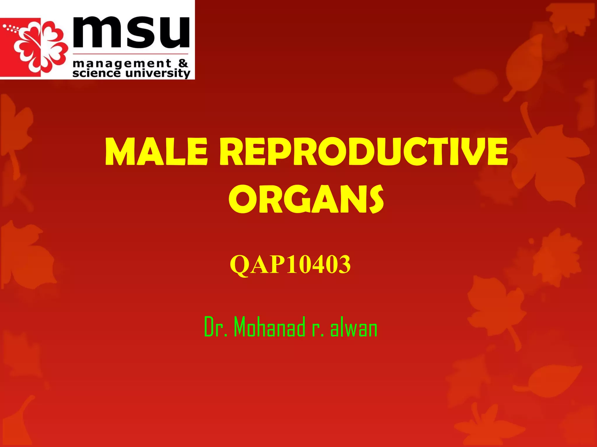 male reproductive organs | PPT | Infertility | Reproductive Health