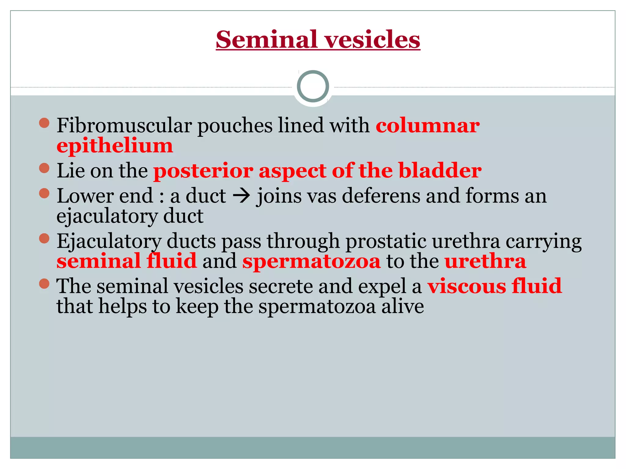 male reproductive organs | PPT
