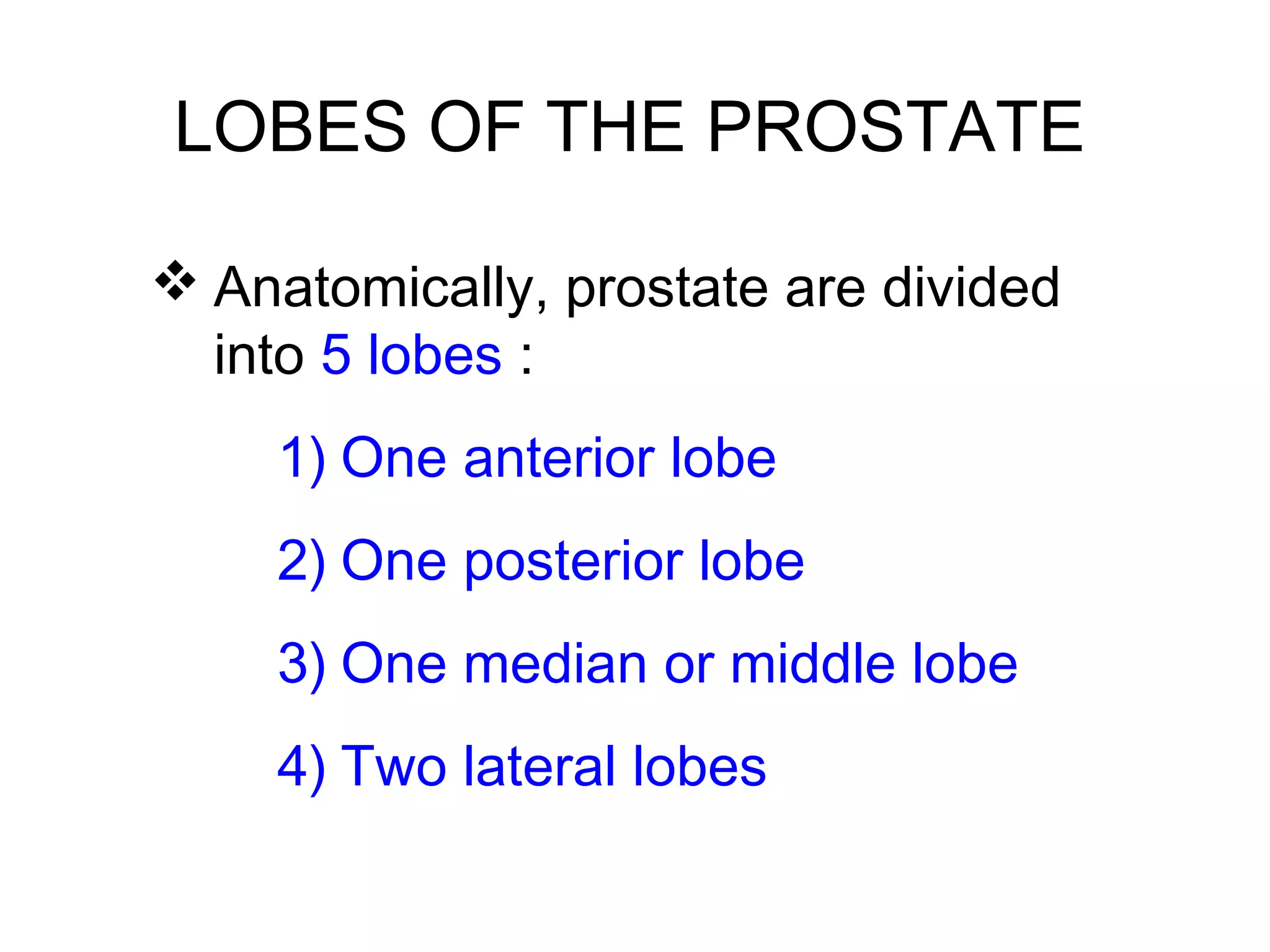 male reproductive organs | PPT