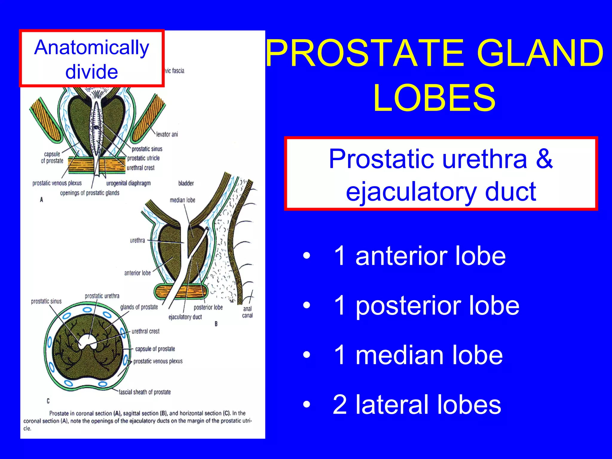 male reproductive organs | PPT
