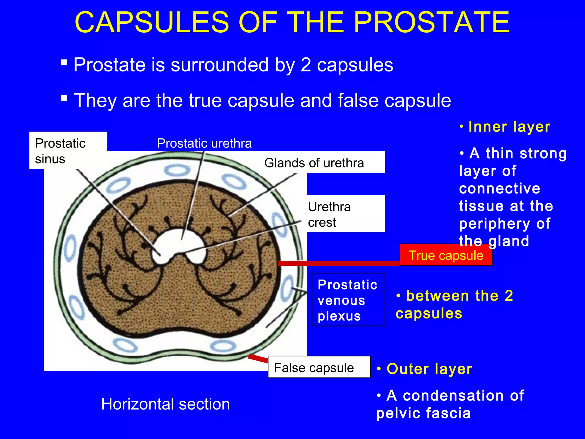 male reproductive organs | PPT