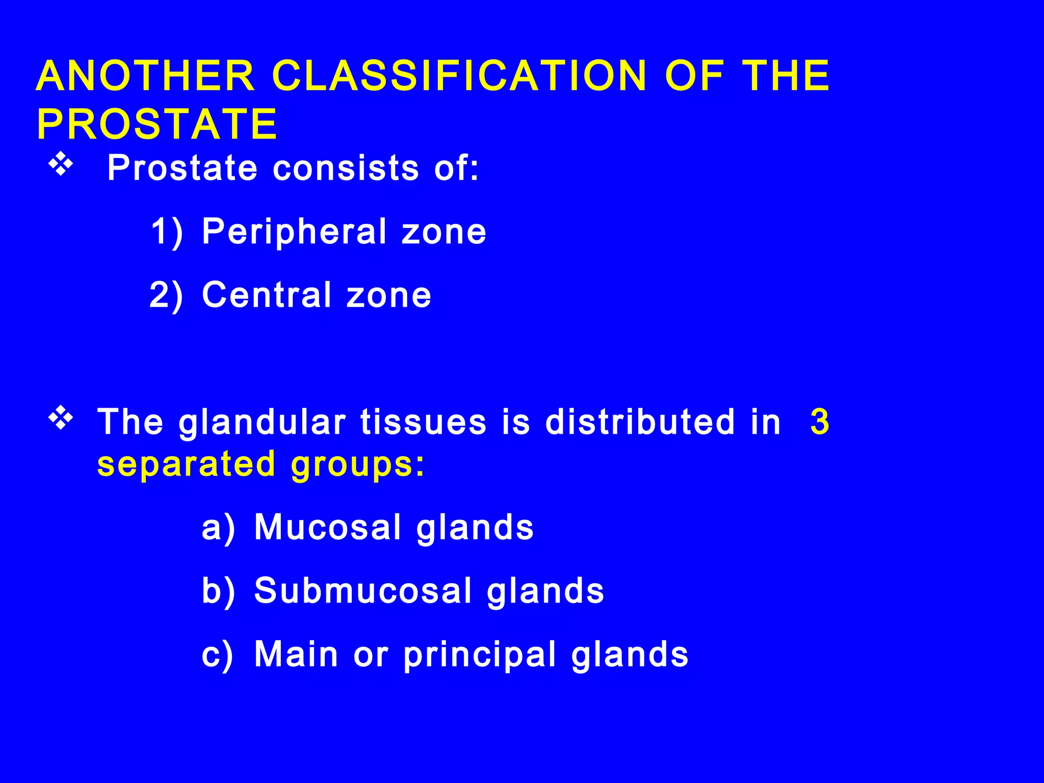 male reproductive organs | PPT