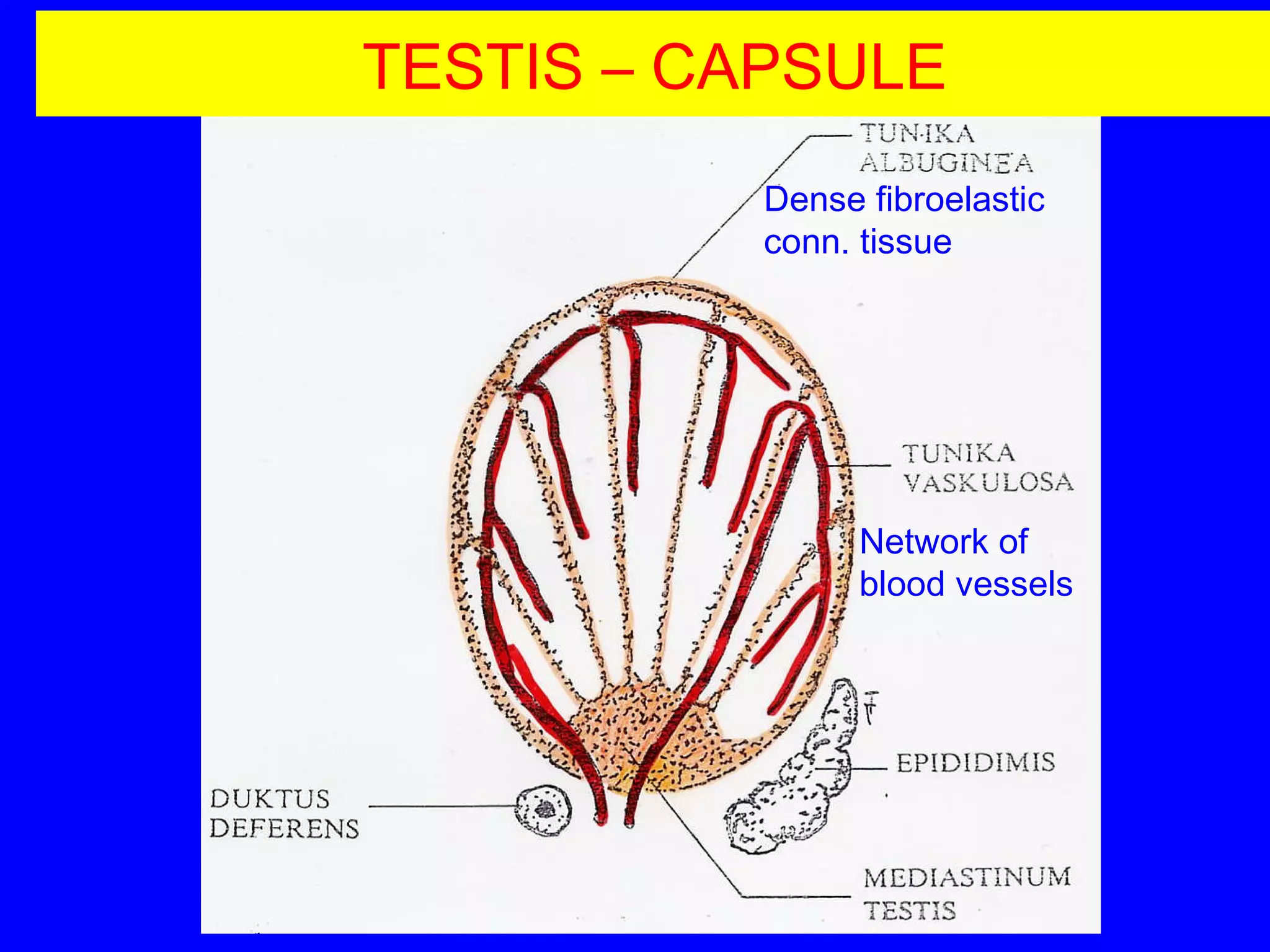 male reproductive organs | PPT