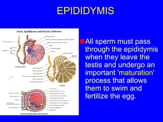 male reproductive organs | PPT