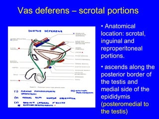male reproductive organs | PPT