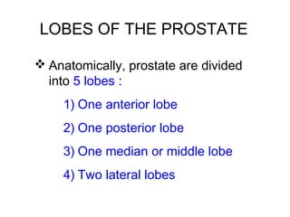 male reproductive organs | PPT