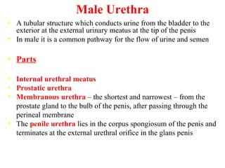 male reproductive organs | PPT