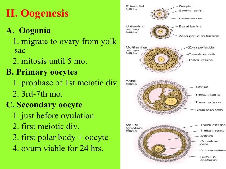 Lect 1-pathophys repro