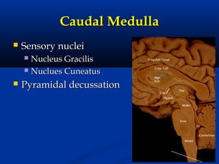 Lect -brainstem | PPT