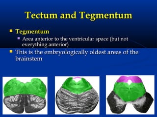 Lect -brainstem | PPT