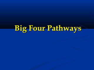 Lect -brainstem | PPT