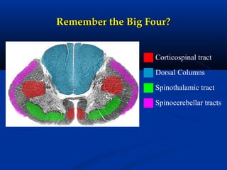 Lect -brainstem | PPT