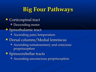 Lect -brainstem | PPT