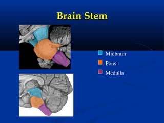 Lect -brainstem | PPT