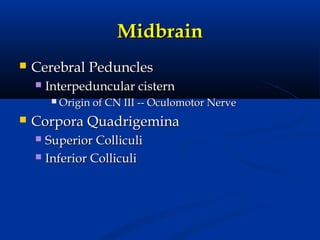 Lect -brainstem | PPT