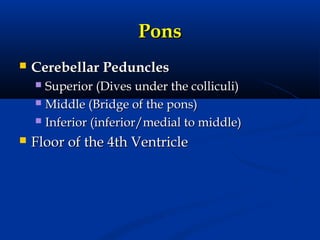 Lect -brainstem | PPT
