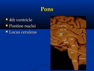 Lect -brainstem | PPT
