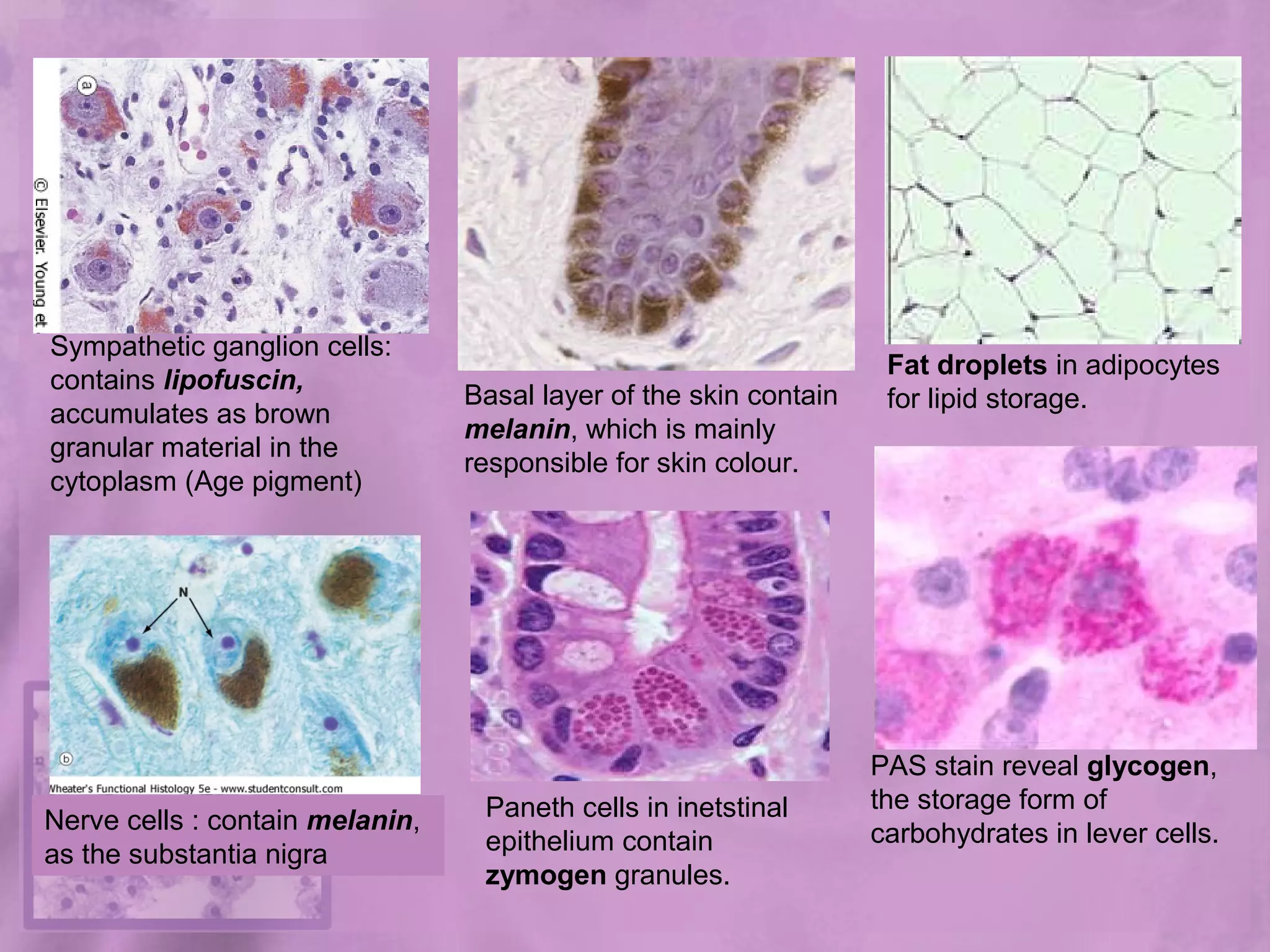 Lect. 2 cell structure and function | PPT