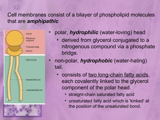 Lect. 2 cell structure and function | PPT
