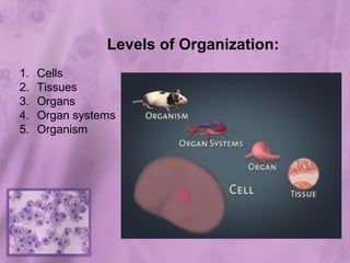 Lect. 2 cell structure and function | PPT