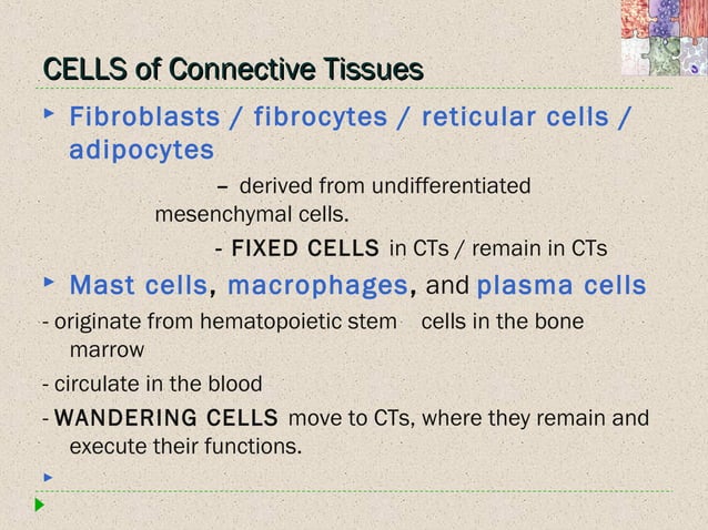 Lect. 5 connective tissue components | PPT