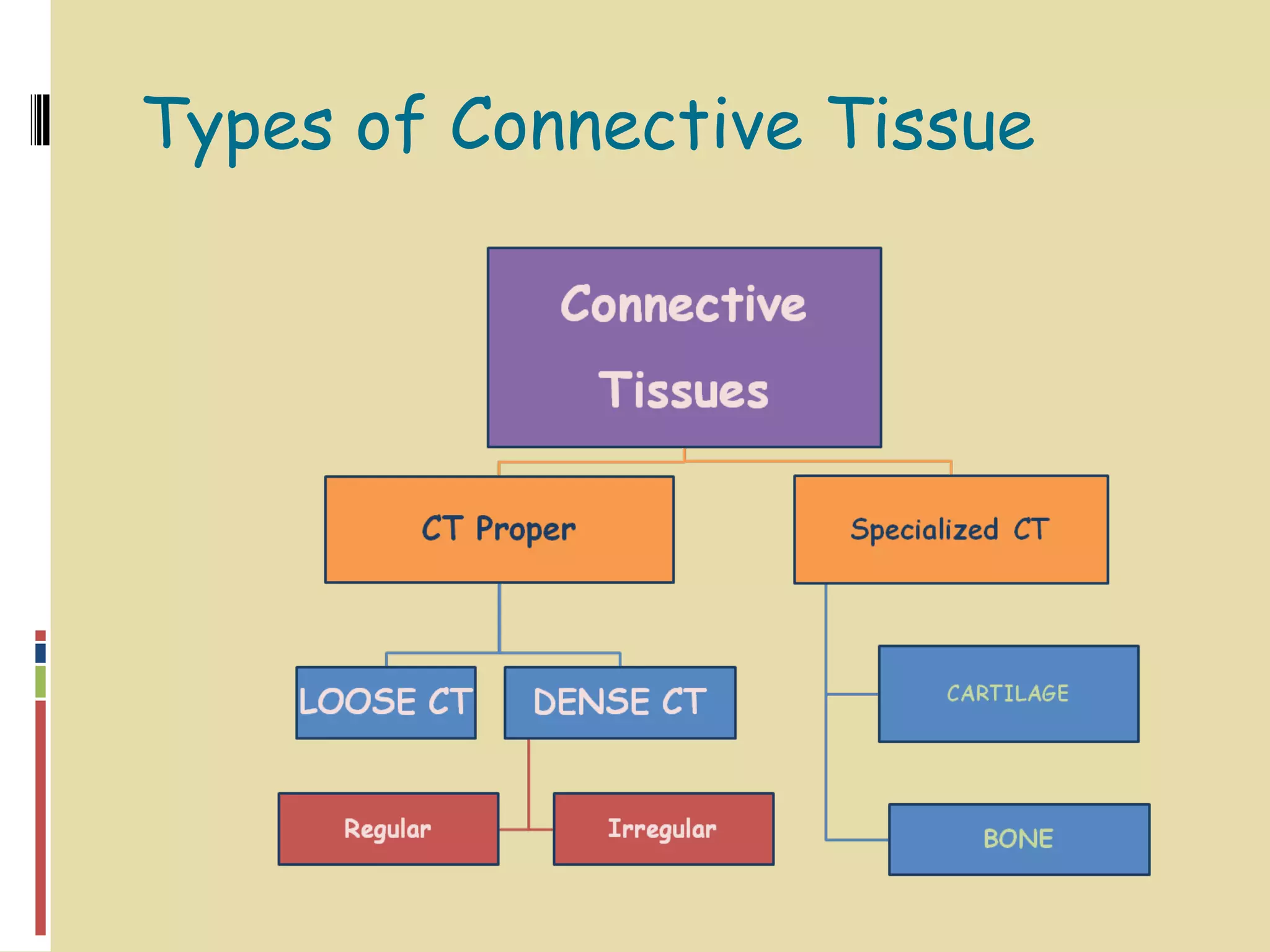 Lect. 5a connective tissue types | PPT