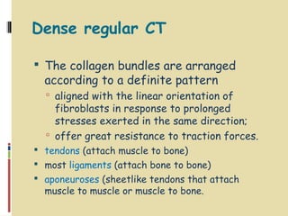 Lect. 5a connective tissue types | PPT