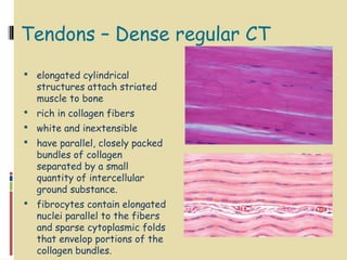 Lect. 5a connective tissue types | PPT