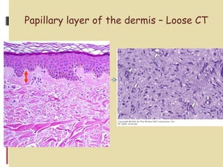 Lect. 5a connective tissue types | PPT